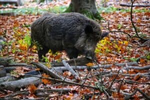 Medieval Hunting | Medieval Chronicles