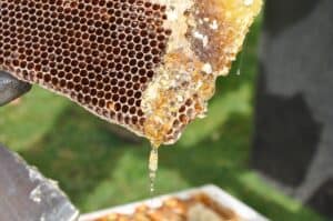 Beekeeper: Medieval Jobs & Occupations