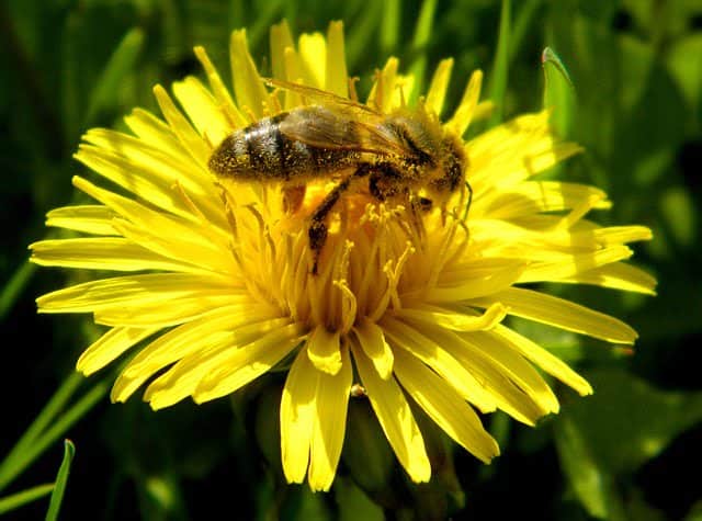 Beekeeper: Medieval Jobs & Occupations