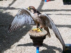 Medieval Falconry: The Sport of Kings