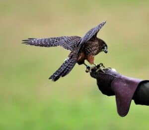 Medieval Falconry: The Sport of Kings
