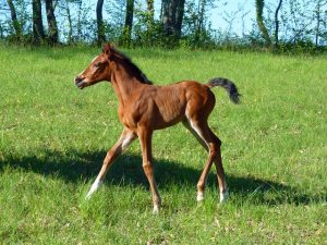The Medieval Horse. What Was Life Really Like For Horses In The ...